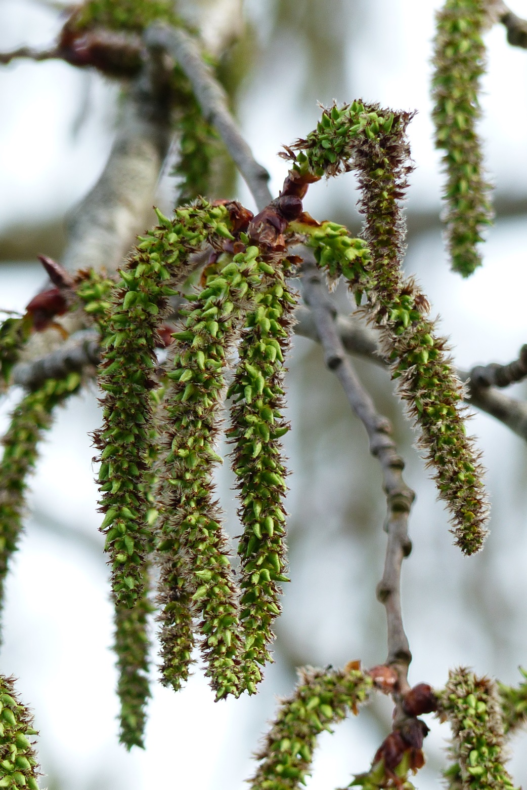 Tremble femelle -photo-Agnès-Coste | Florilège