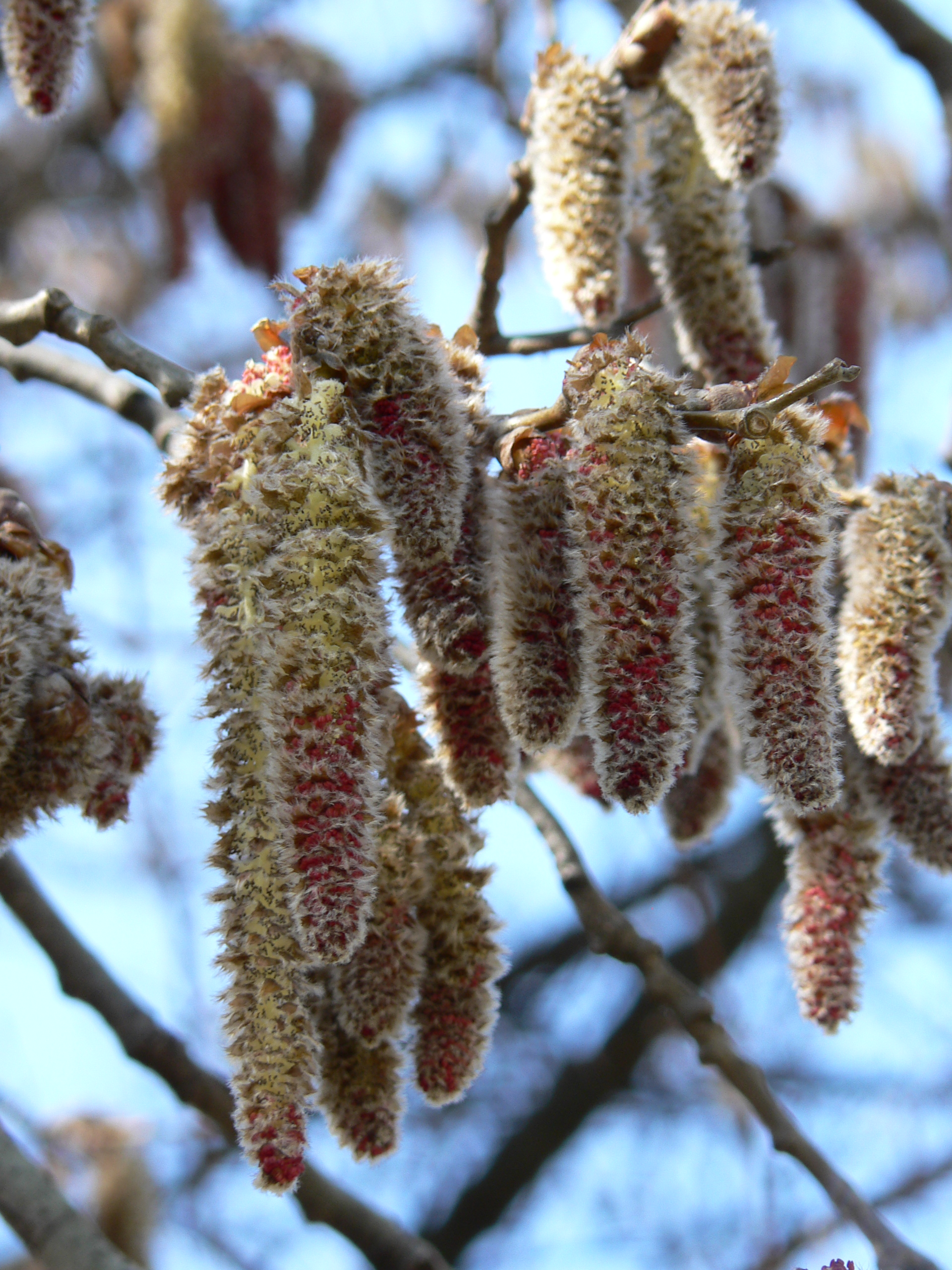 Tremble mâle -photo-Agnès-Coste | Florilège